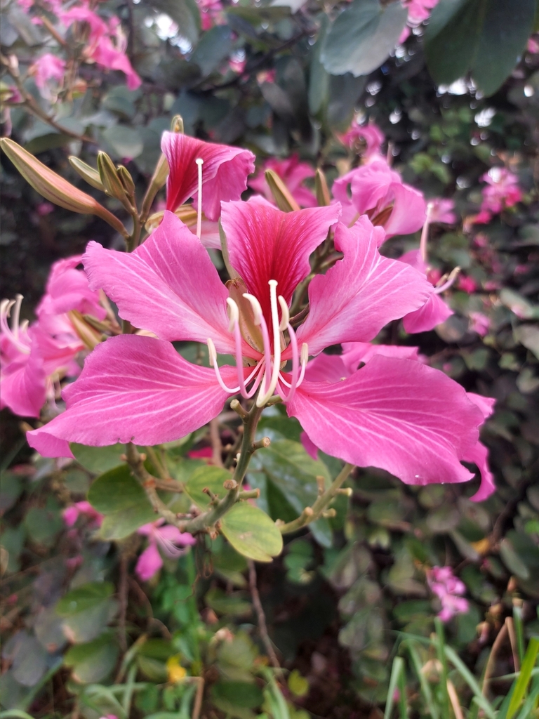 Hong Kong orchid tree from 2F4F+7HJ, Nassau, The Bahamas on January 7 ...