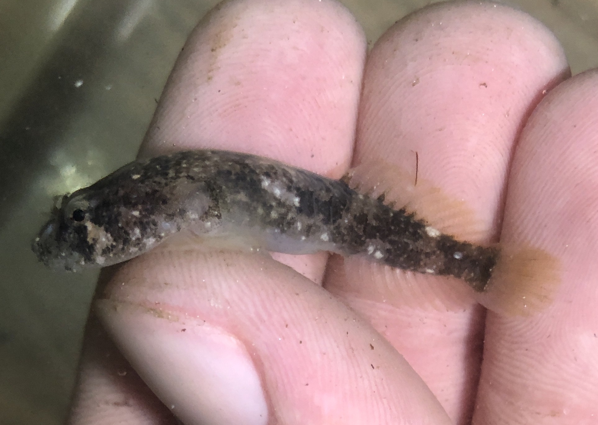 Gobiesox Lacepède, 1800