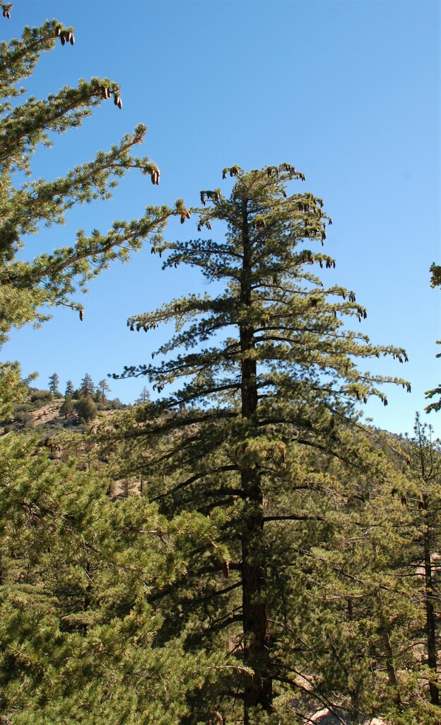 sugar pine from Riverside County, CA, USA on July 02, 2019 at 09:43 AM ...