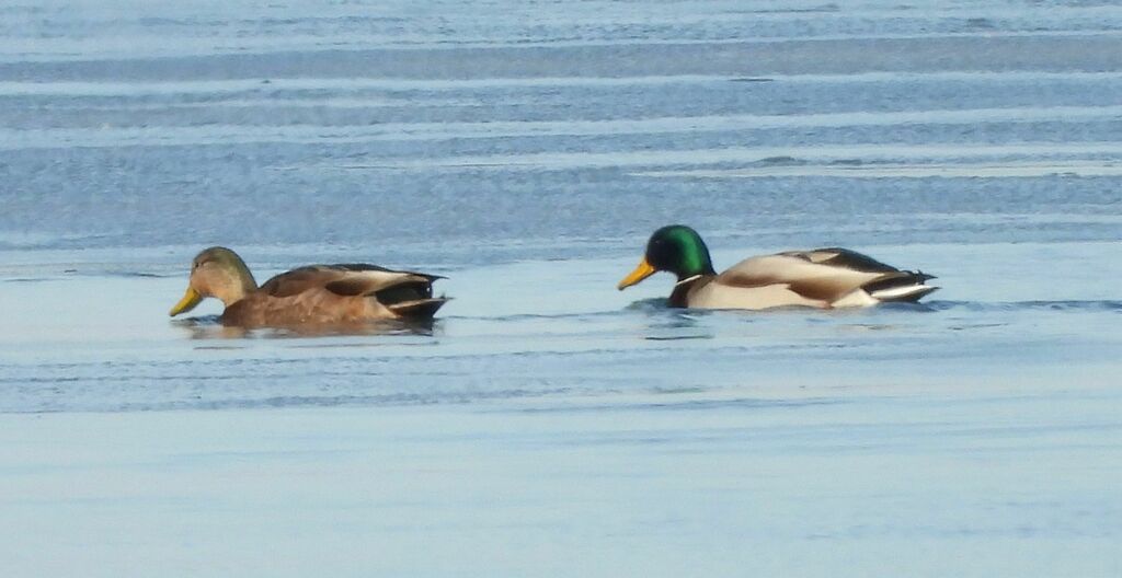 American Black Duck × Mallard from Frontenac County, ON, Canada on ...