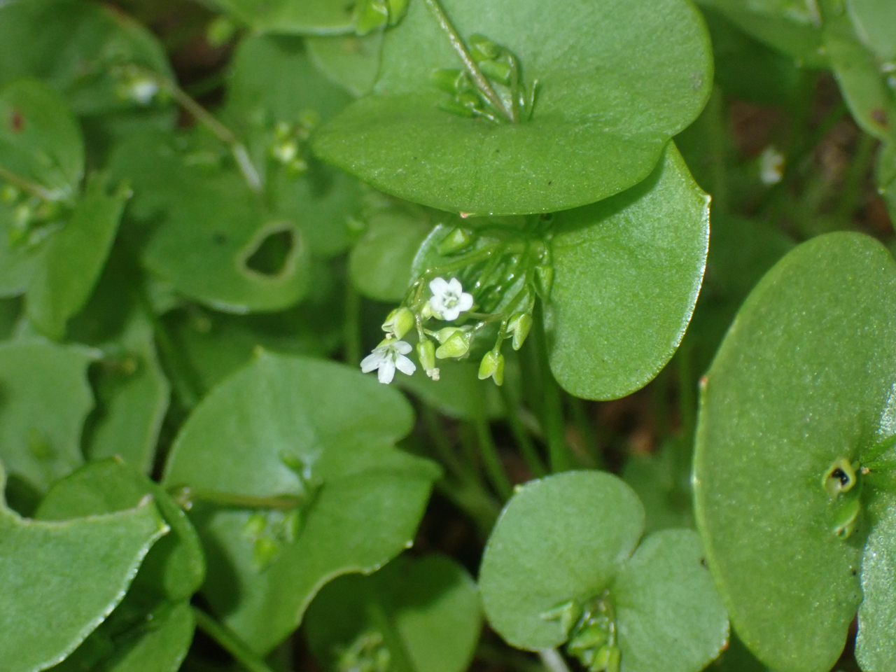 Claytonia L.