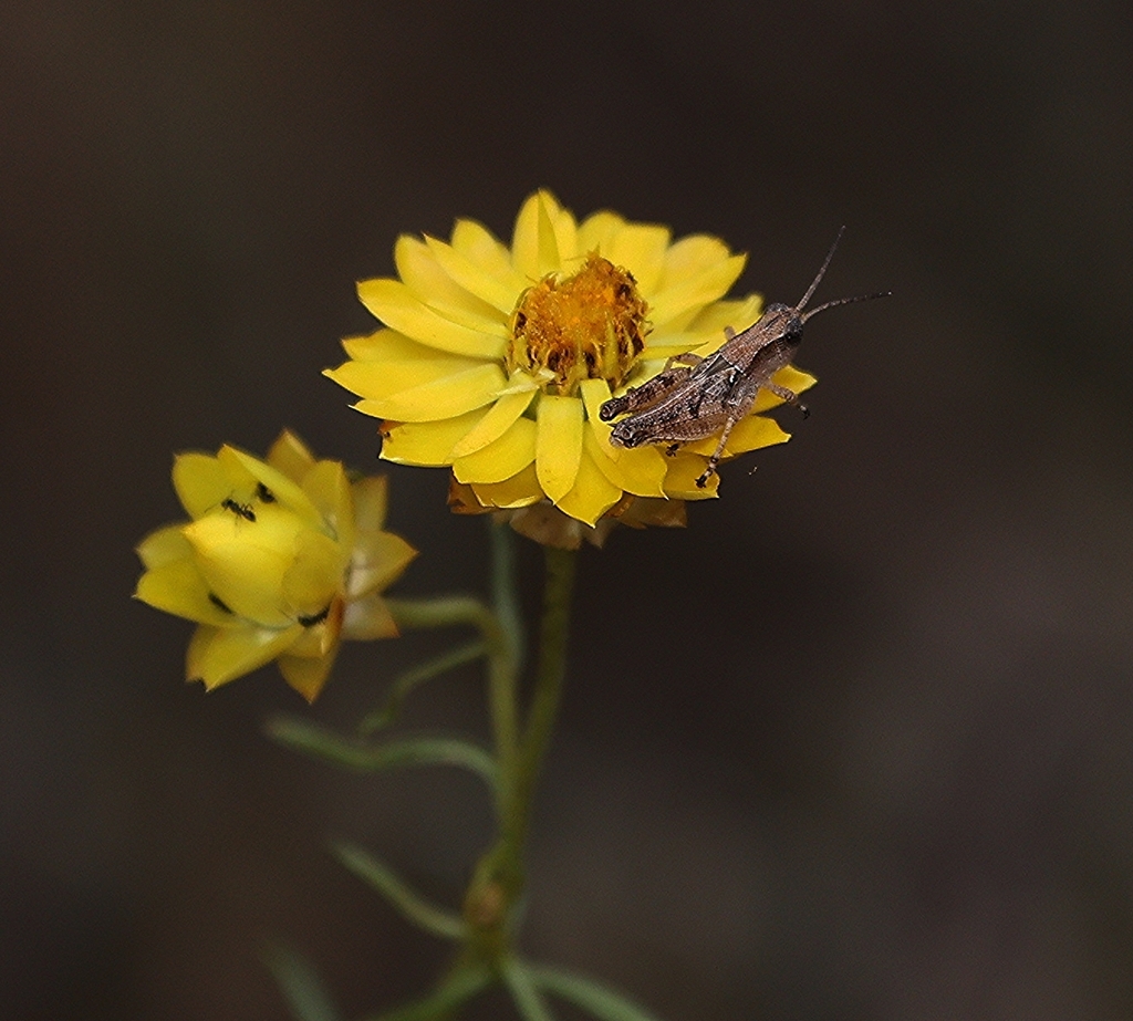 Wingless Grasshopper from Wangaratta South VIC 3678, Australia on ...
