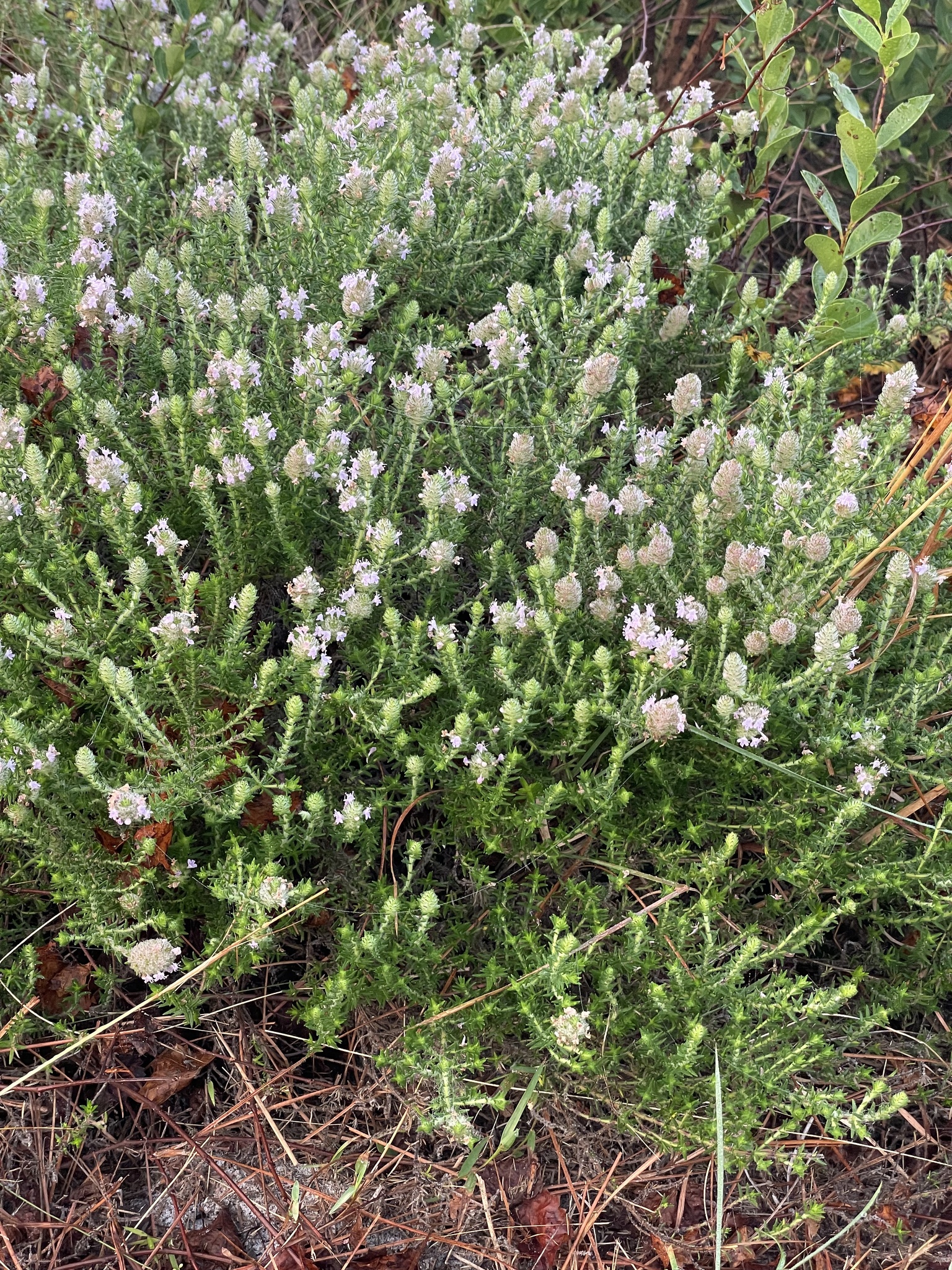 Piloblephis rigida (W.Bartram ex Benth.) Raf.