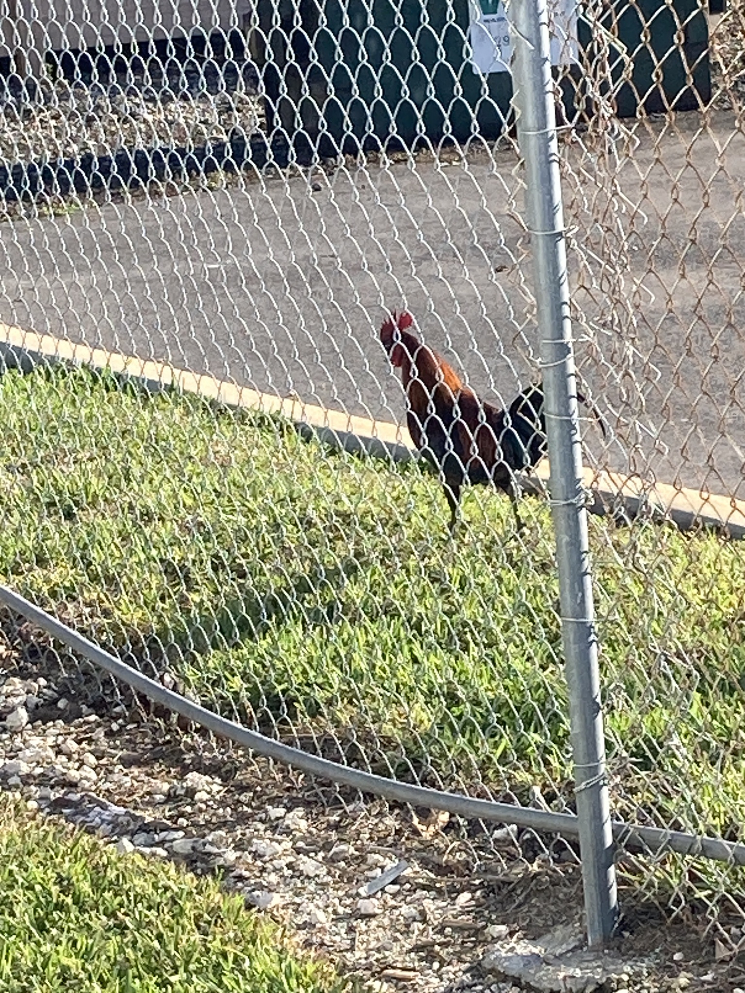 Gallus gallus (Linnaeus, 1758)