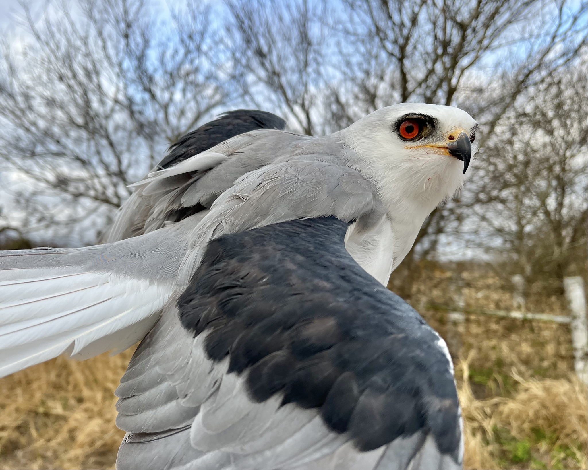 Elanus leucurus (Vieillot, 1818)