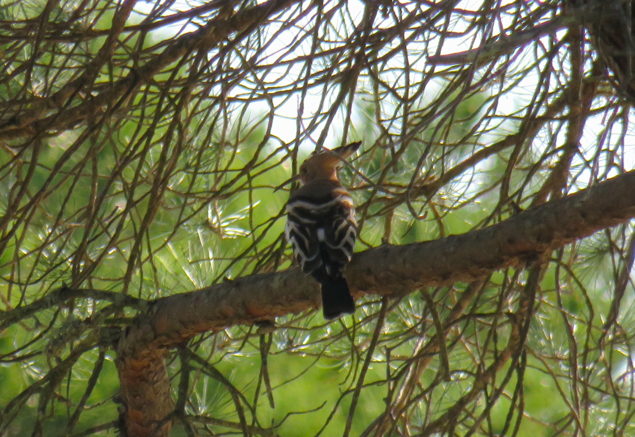 Upupa Linnaeus, 1758