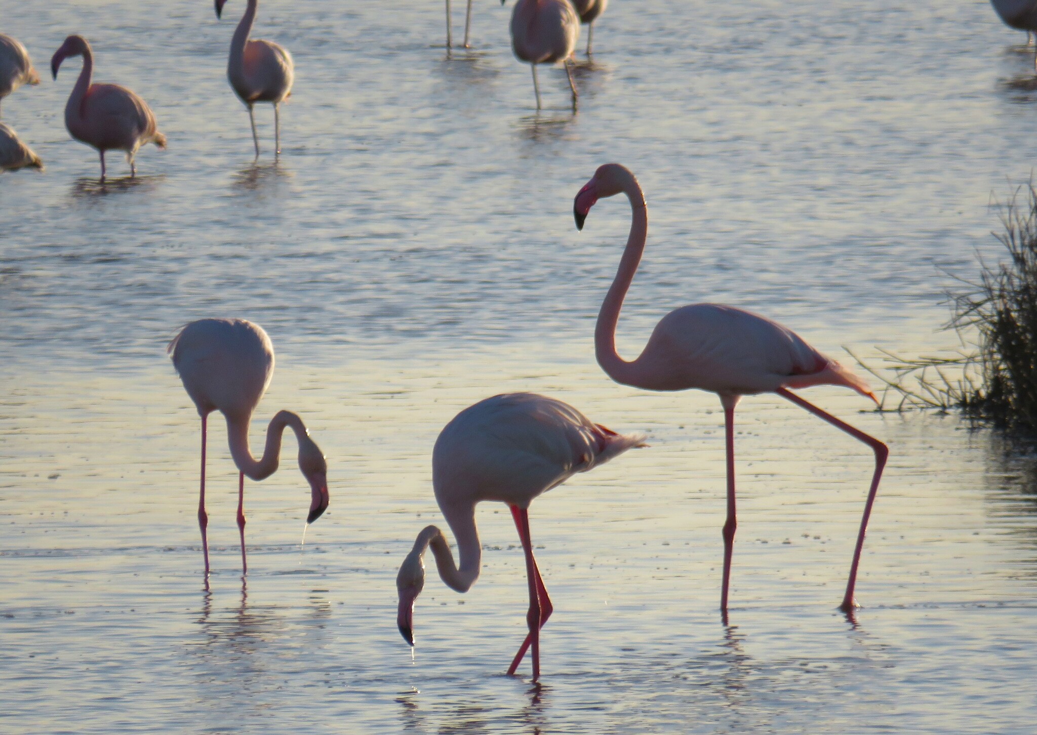 Phoenicopterus roseus Pallas, 1811