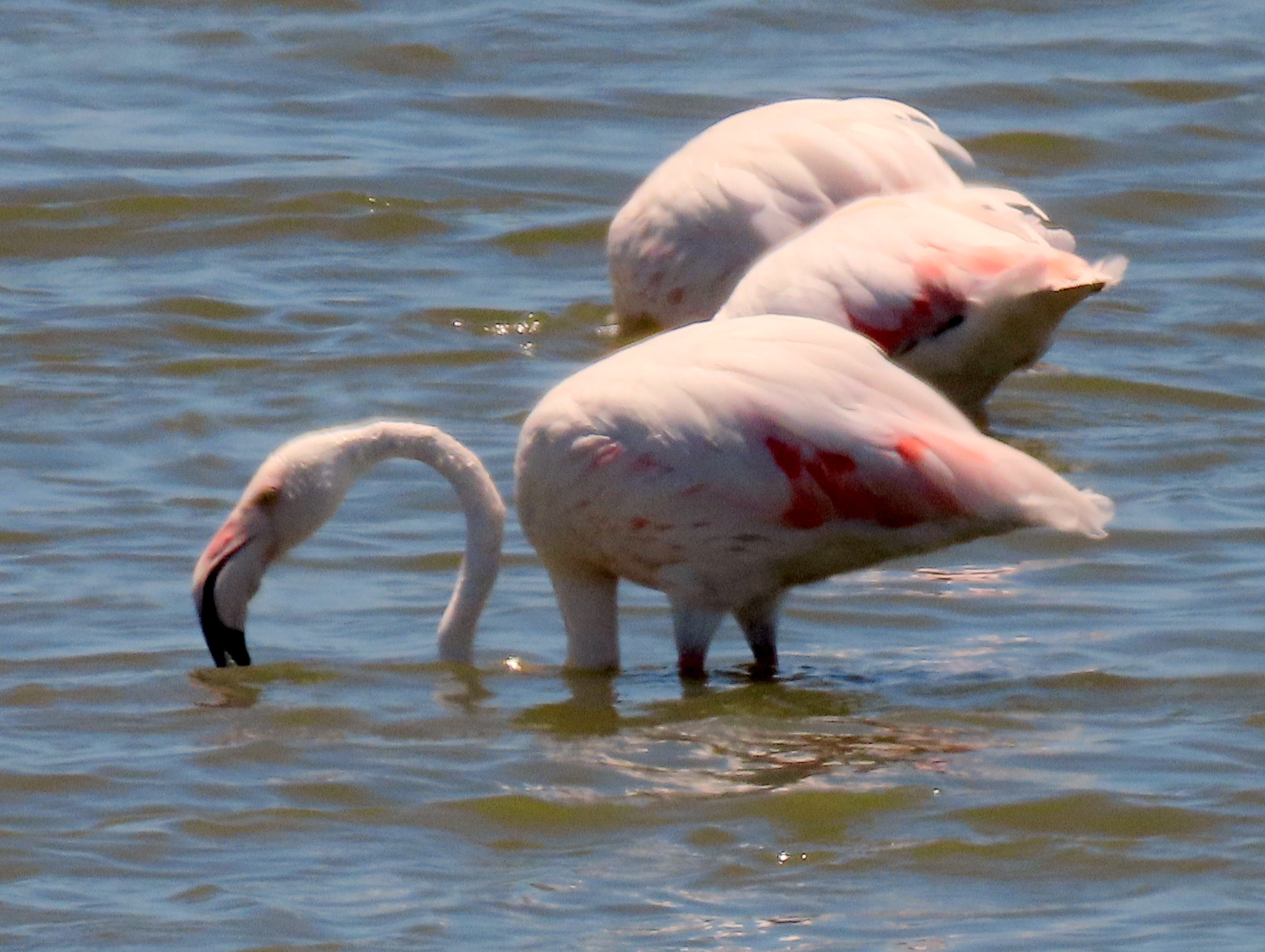 Phoenicopterus roseus Pallas, 1811