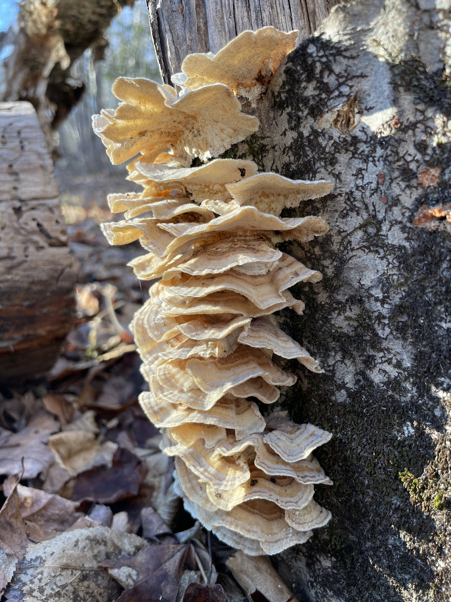 Trametes pubescens - Samtige Tramete