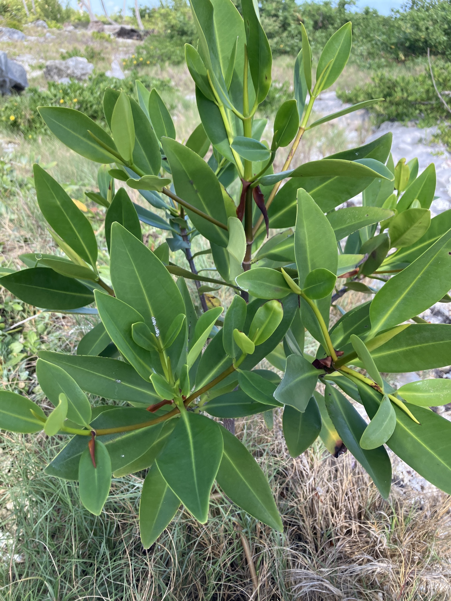 Rhizophora mangle L.