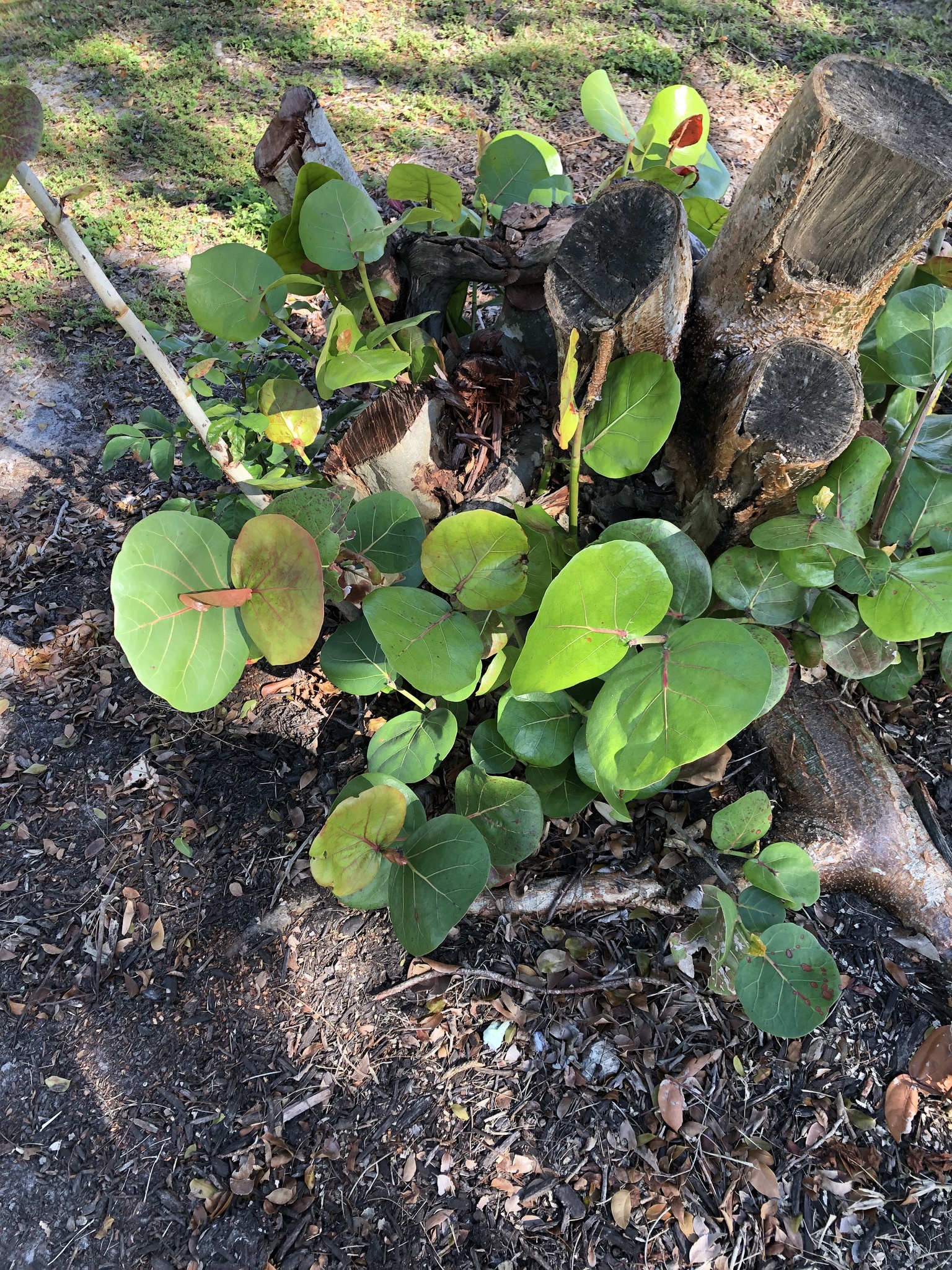 Coccoloba uvifera (L.) L.