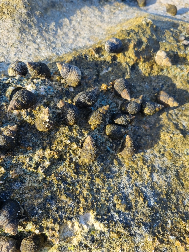Tropical Periwinkle from Helipad, Heron Island, QLD 4805, Australia on ...