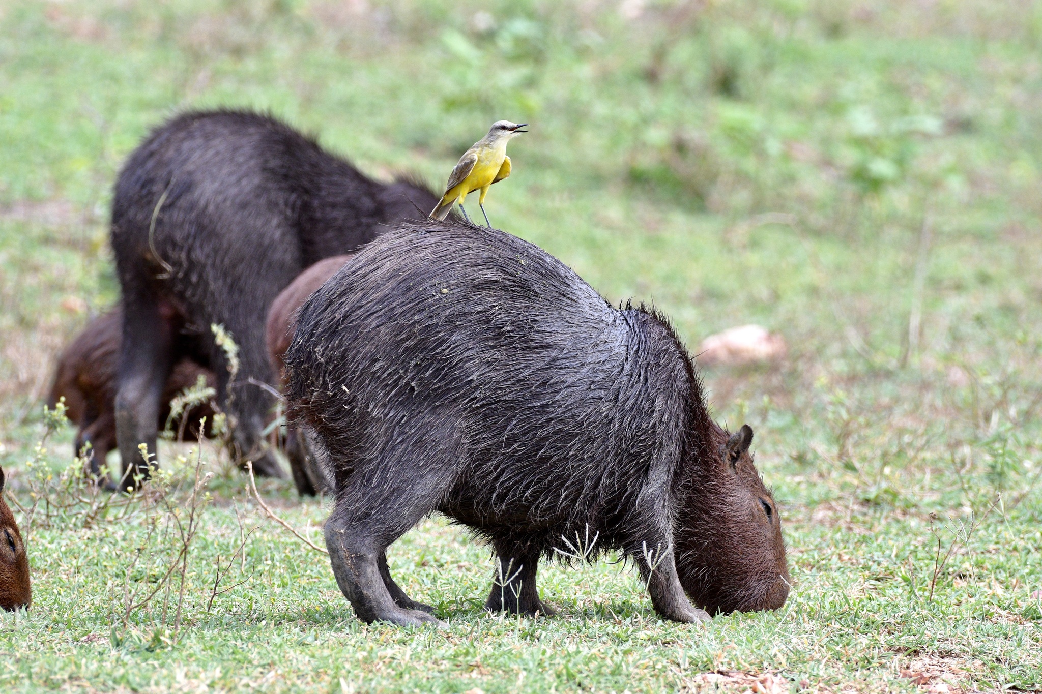 Hydrochoerus hydrochaeris (Linnaeus, 1766)