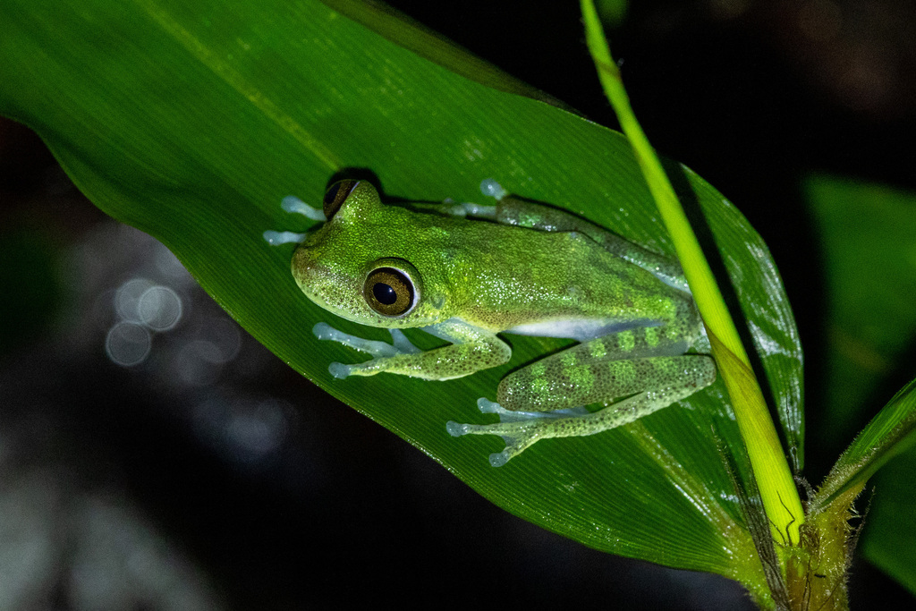 Nymph Tree Frog from Allpahuayo Research Center on November 18, 2022 at ...