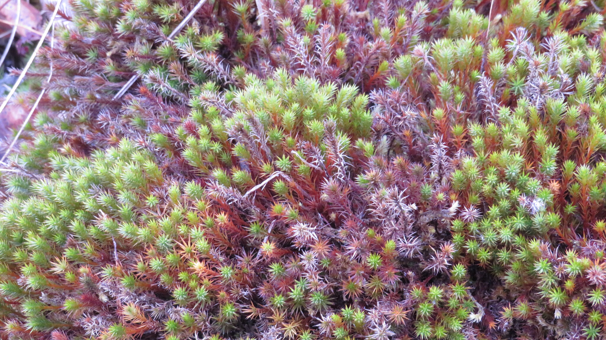 Polytrichum strictum Menzies ex Bridel, 1801