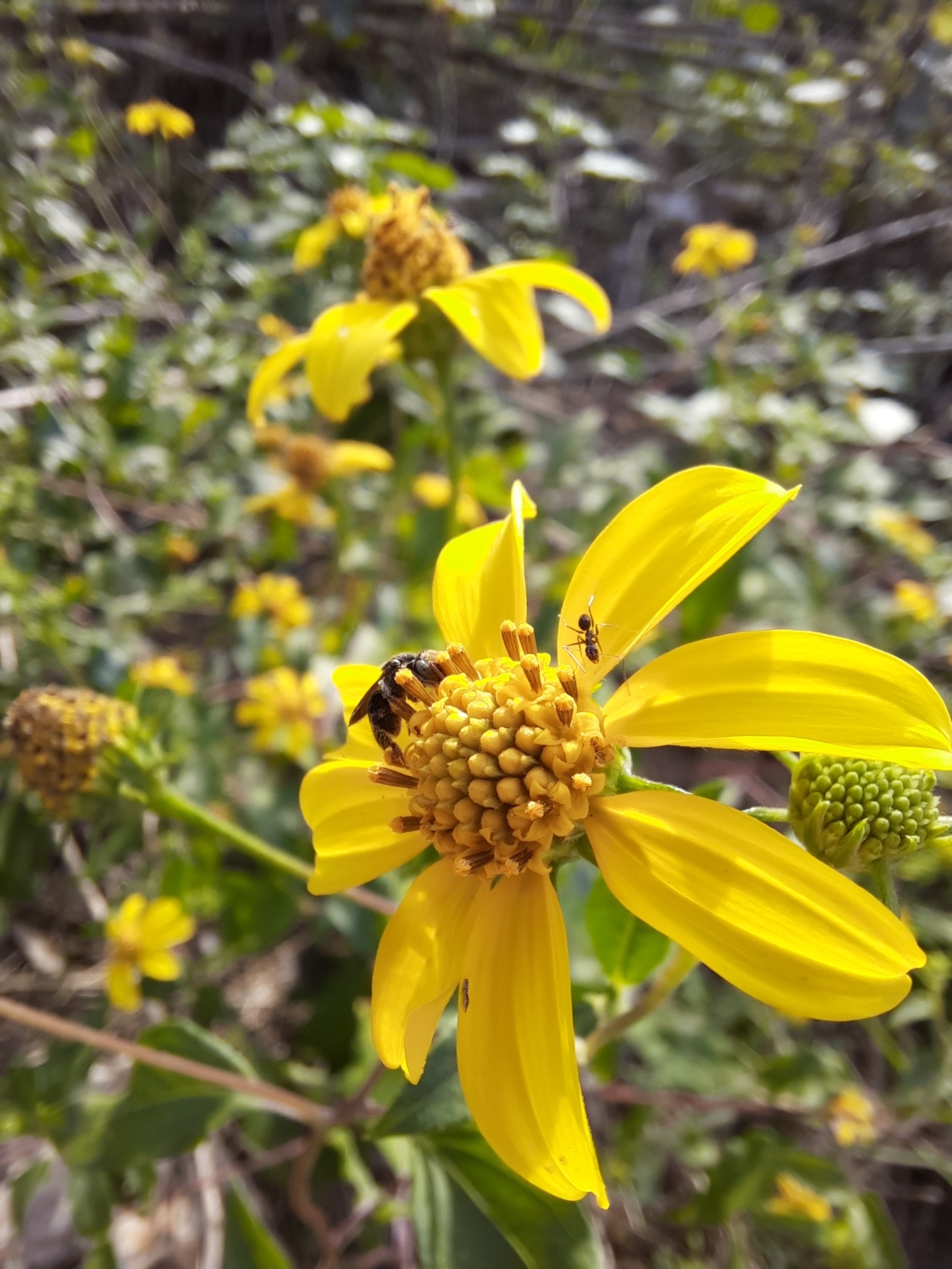 Nannotrigona perilampoides (Cresson, 1879)