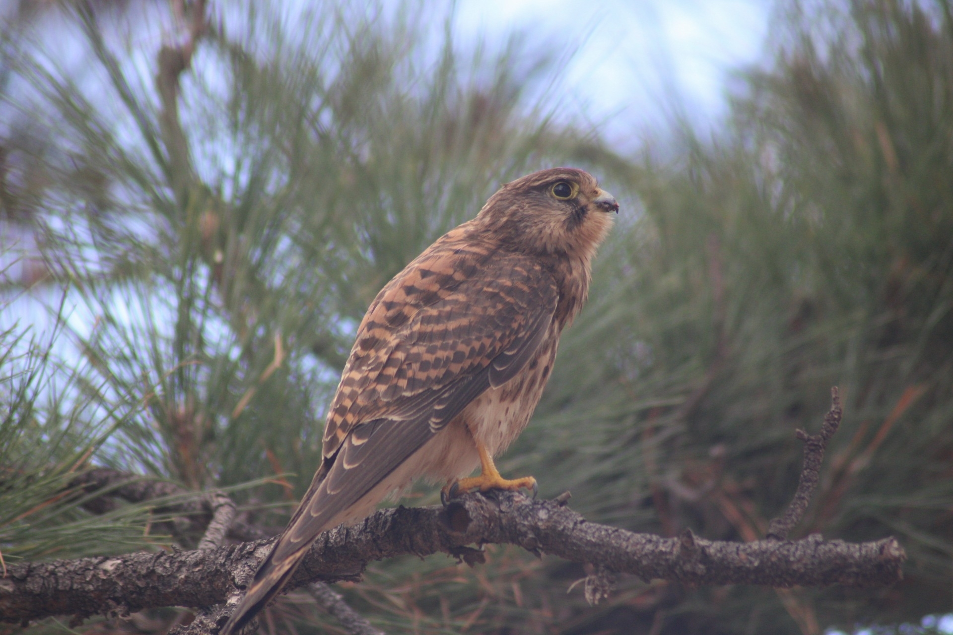 Falco tinnunculus canariensis (A.F.Koenig, 1889)