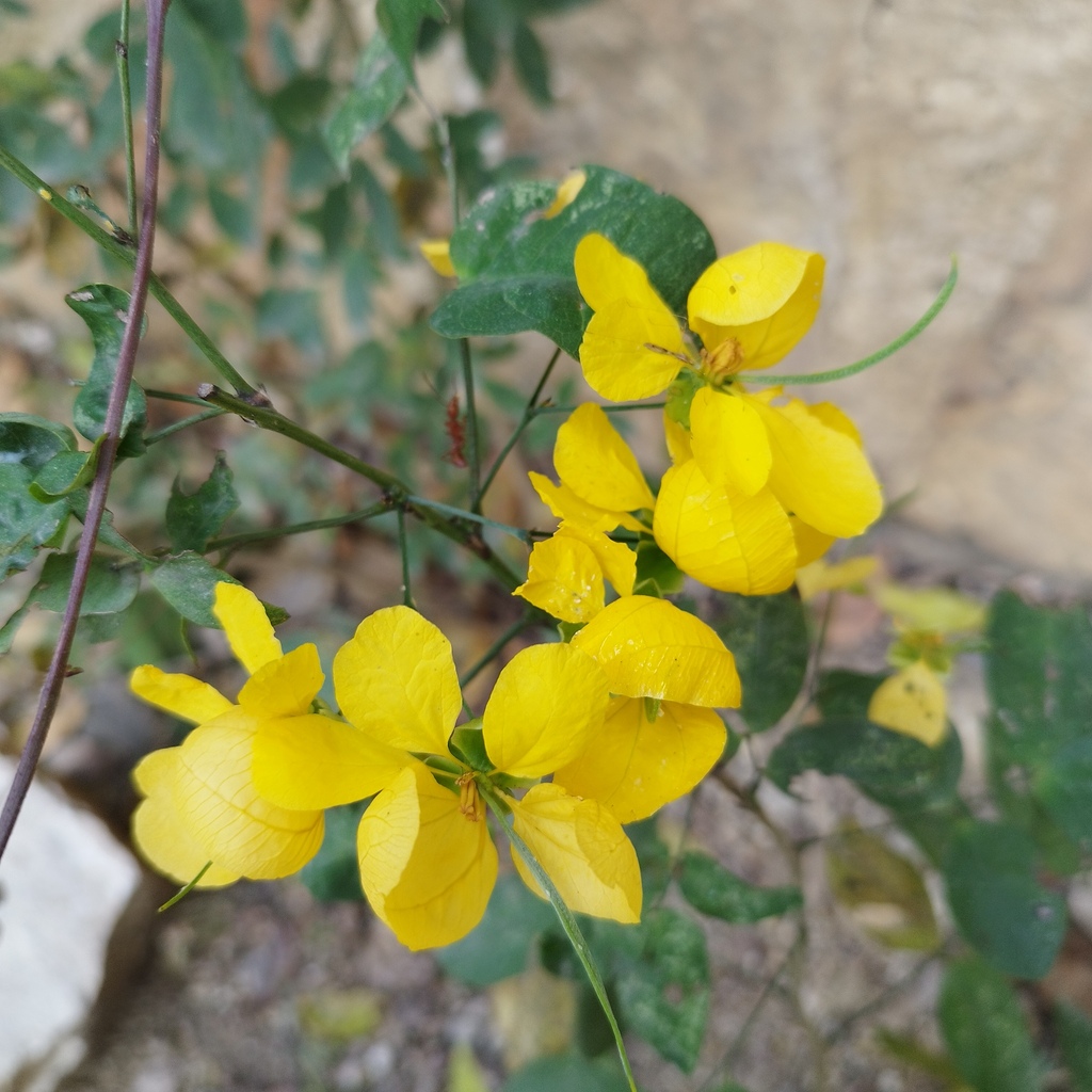 Senna holwayana from Tuxtla Gutiérrez, Chiapas, Mexico on January 2 ...