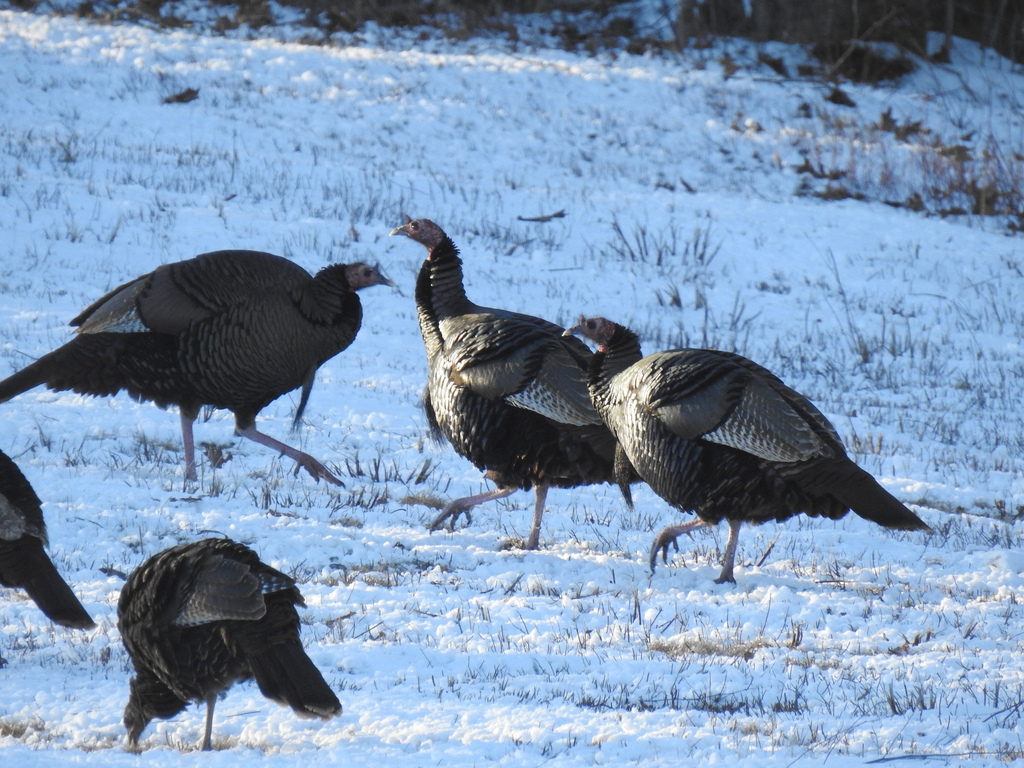Wild Turkey from Charlotte, New Brunswick, Canada on January 08, 2023 ...