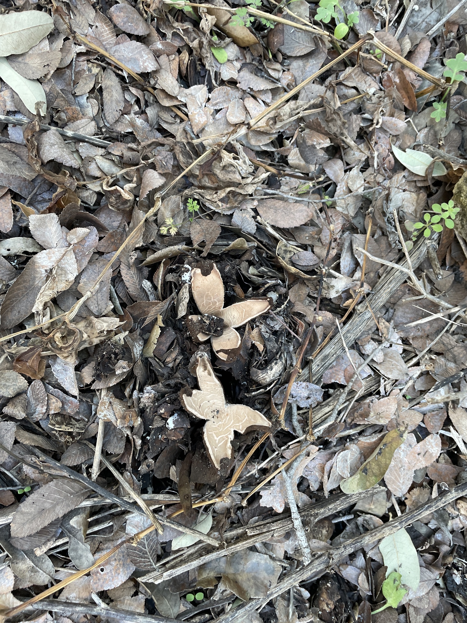 Chorioactis geaster (Peck) Kupfer ex Eckblad