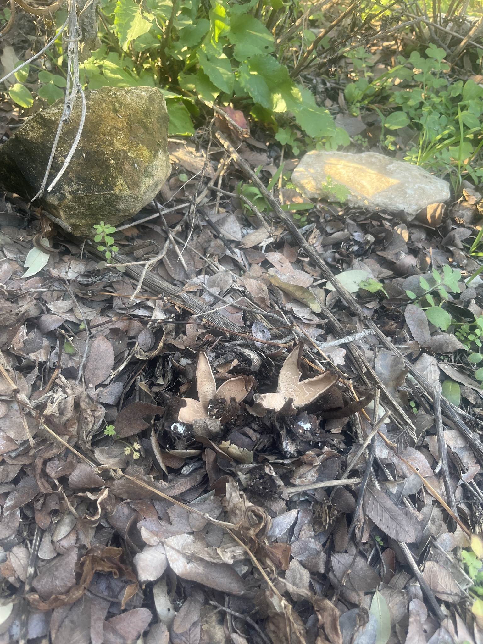 Chorioactis geaster (Peck) Kupfer ex Eckblad