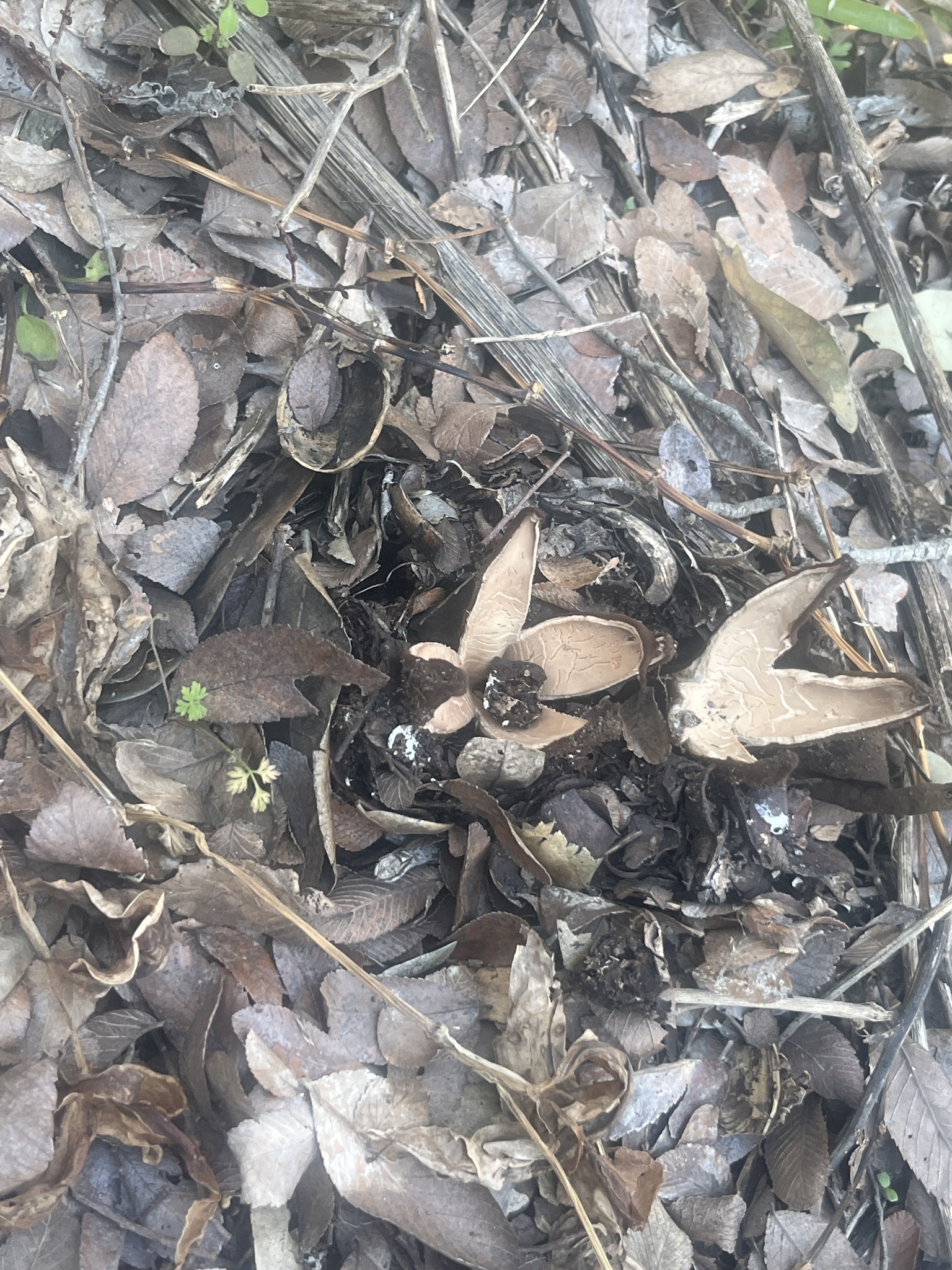 Chorioactis geaster (Peck) Kupfer ex Eckblad