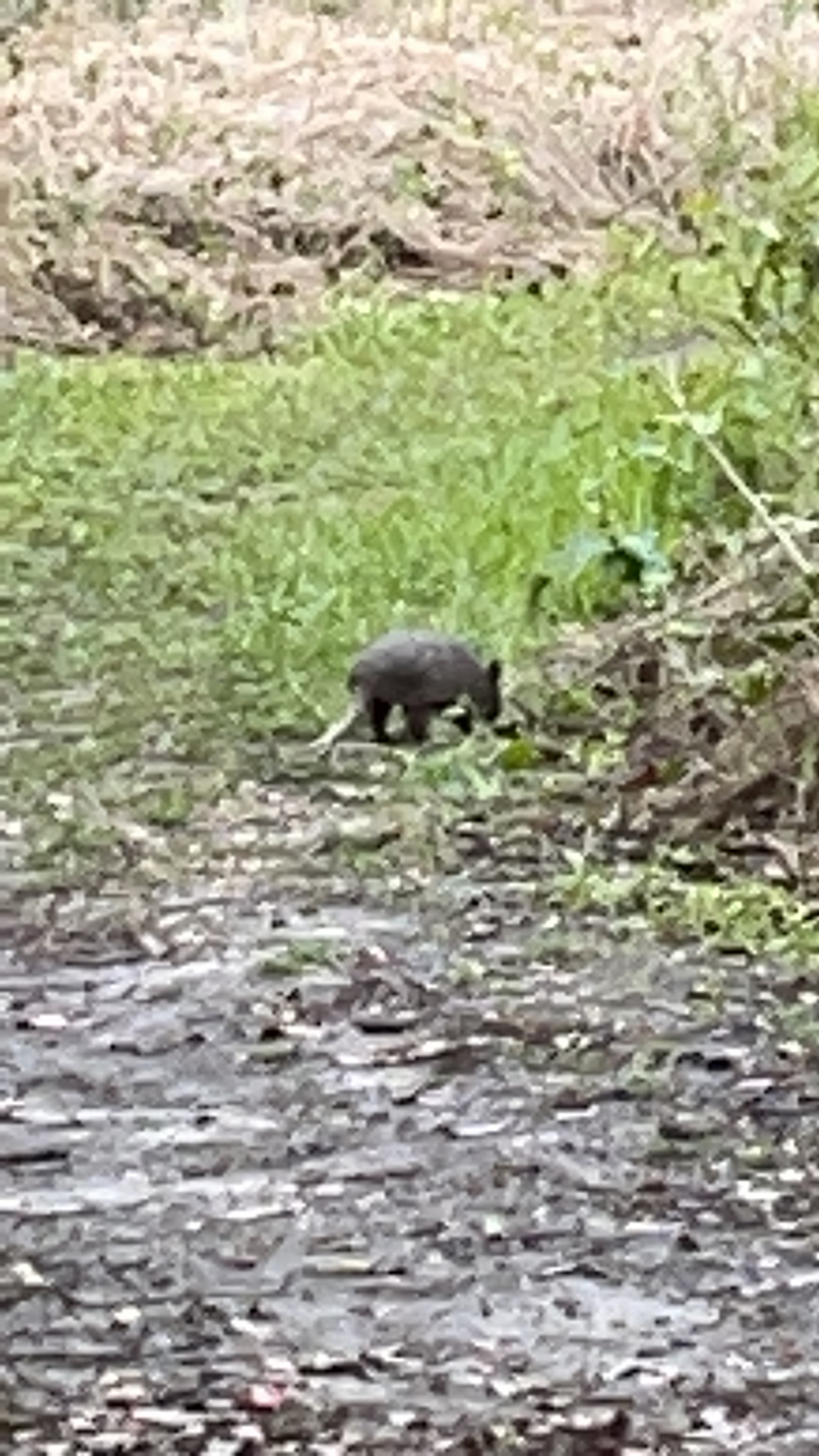 Dasypus novemcinctus Linnaeus, 1758