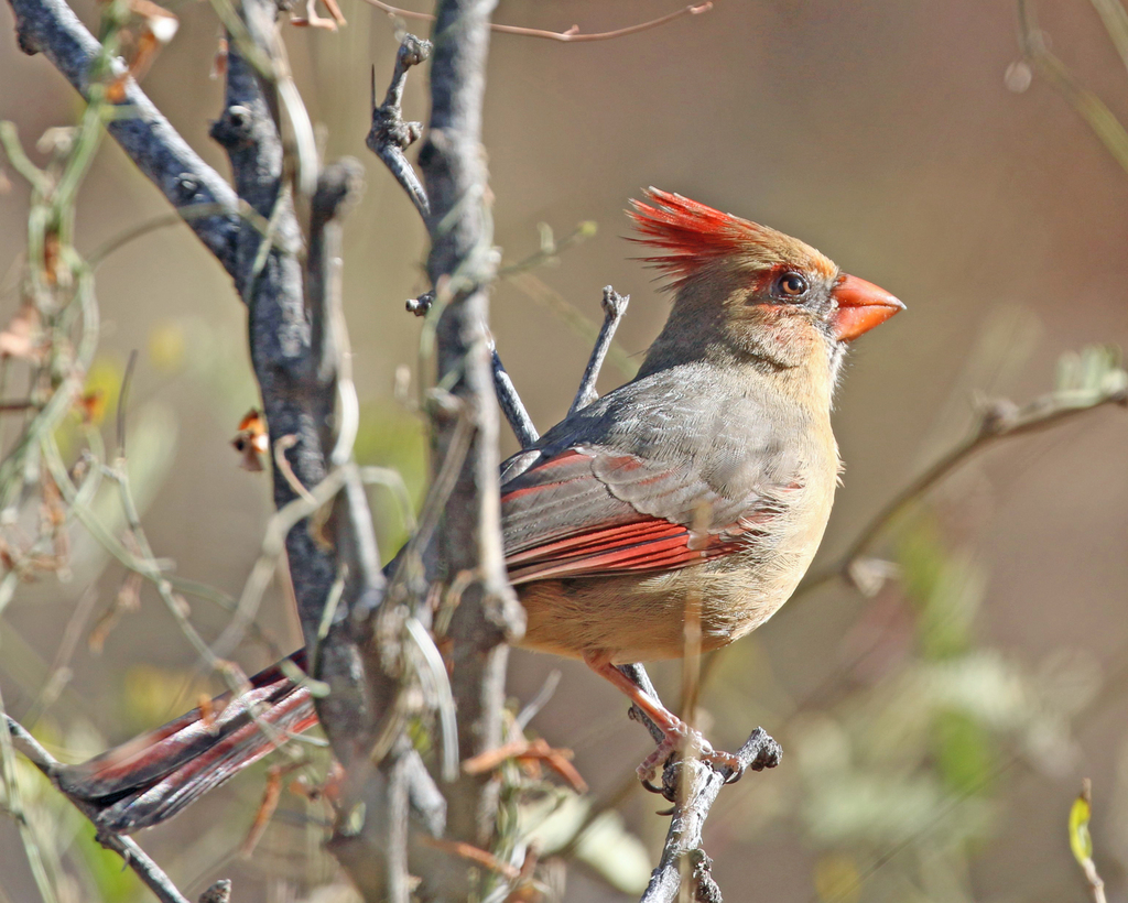 Northern Cardinal from Pima County, AZ, USA on January 7, 2023 at 11:38 ...