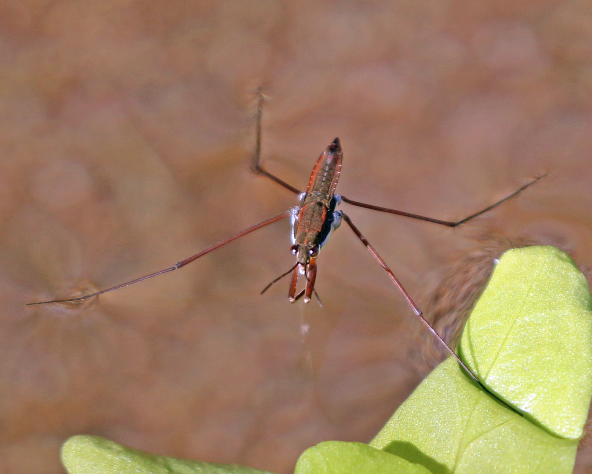 Gerridae