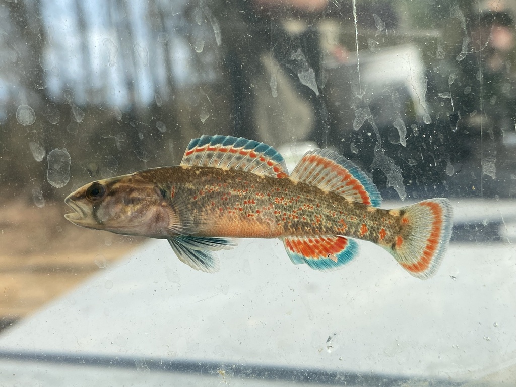 Redspot darter (Freshwater fish of Mississippi) · iNaturalist