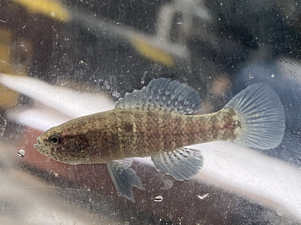 Banded Pygmy Sunfish (Elassoma zonatum) - Marine Life Identification