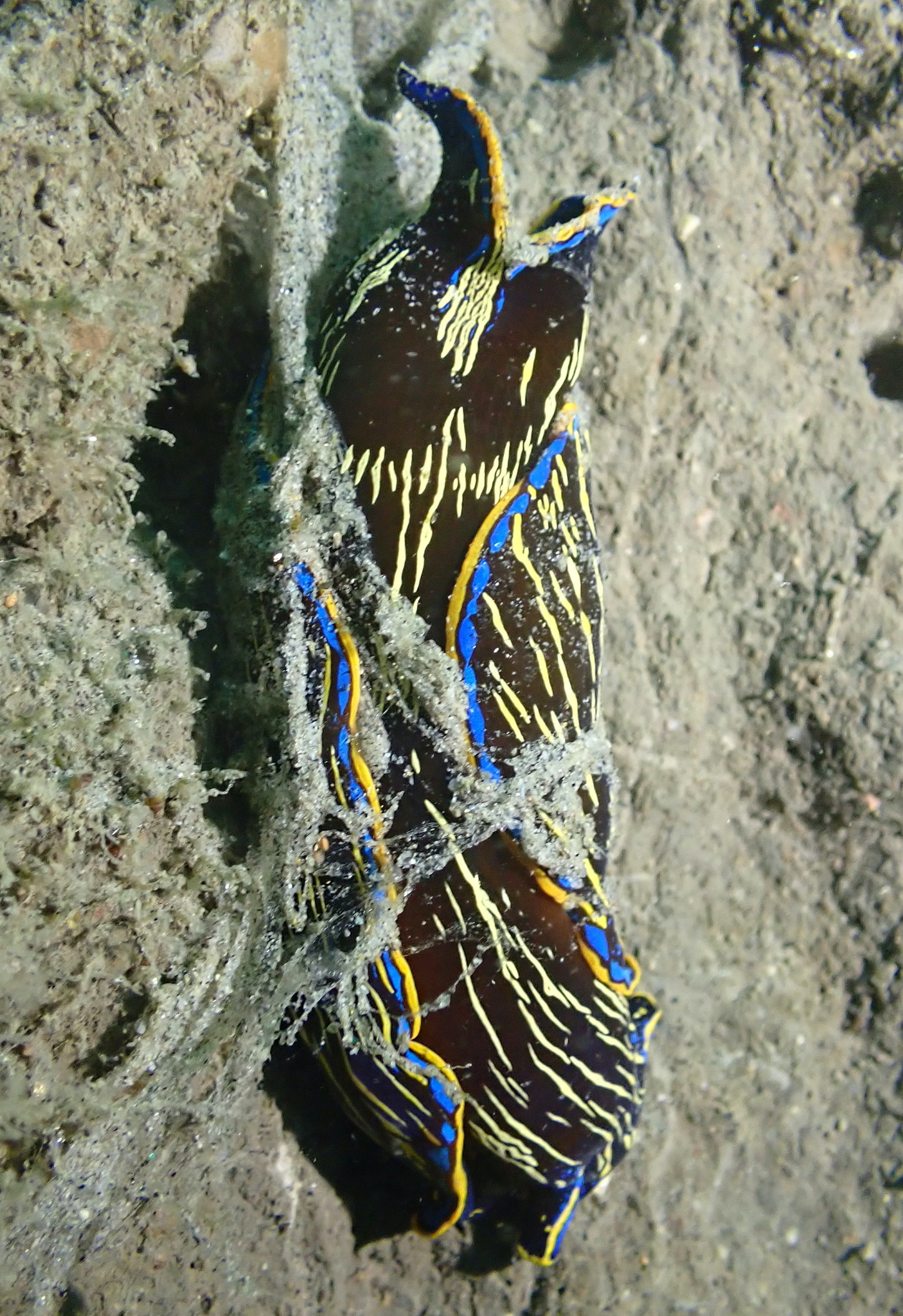 Navanax inermis (J.G.Cooper, 1862)