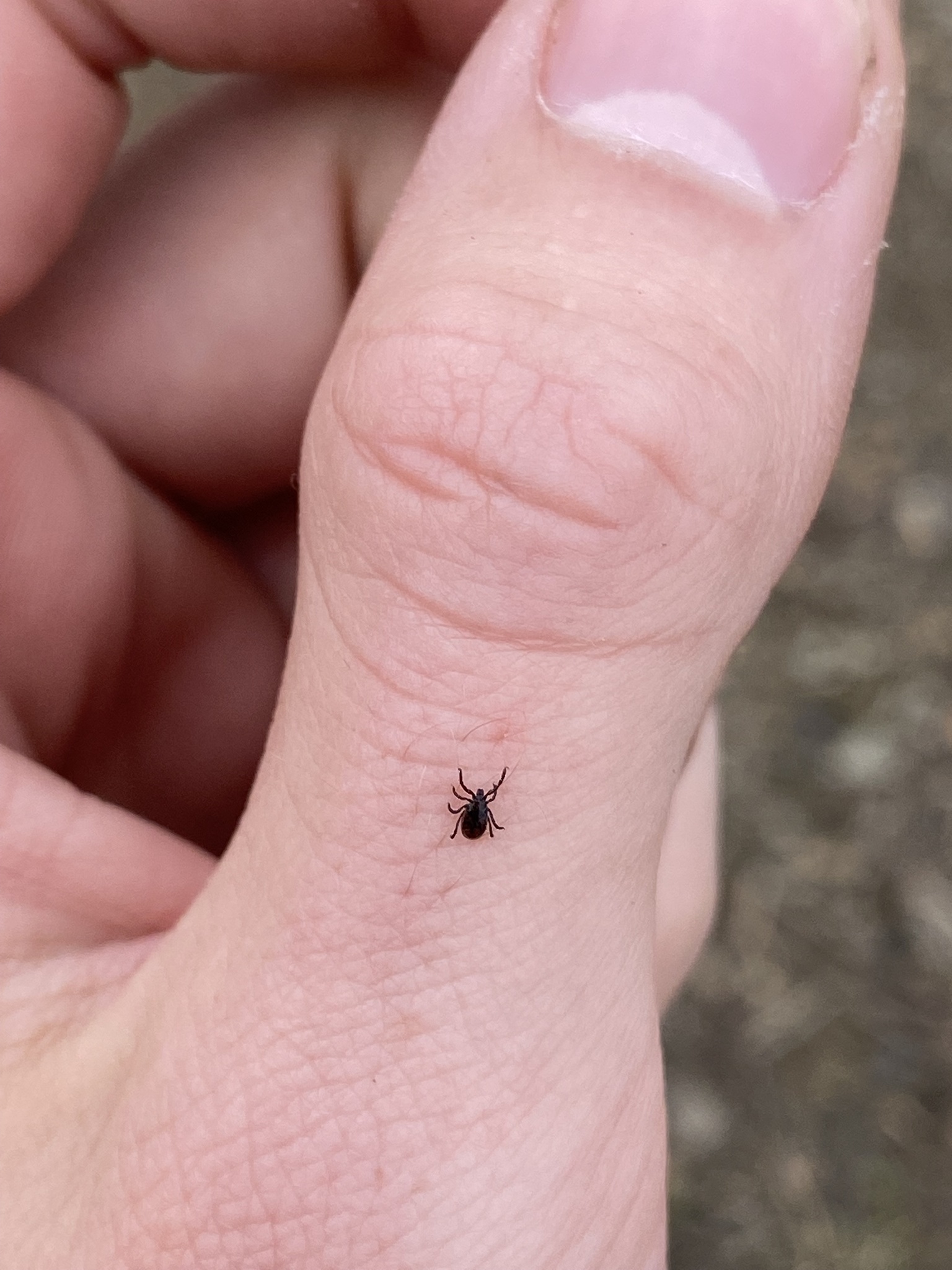 Ixodes pacificus Cooley & Kohls, 1943