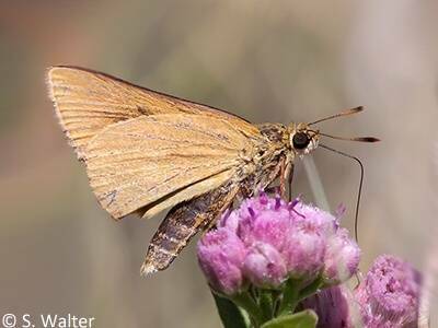 Rare Skipper from Cumberland County, NJ, USA on September 05, 2010 at ...