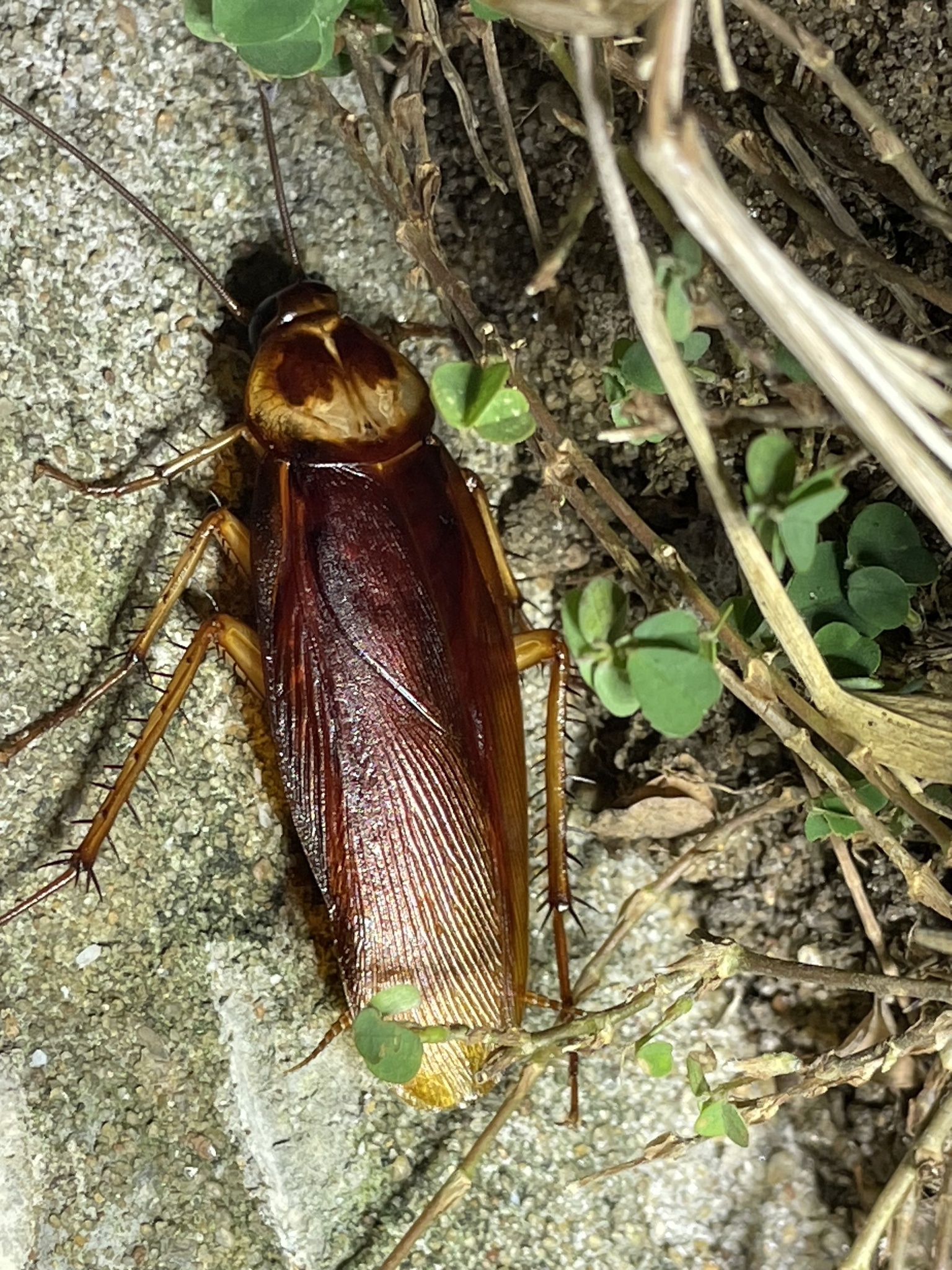 Periplaneta americana (Linnaeus, 1758)