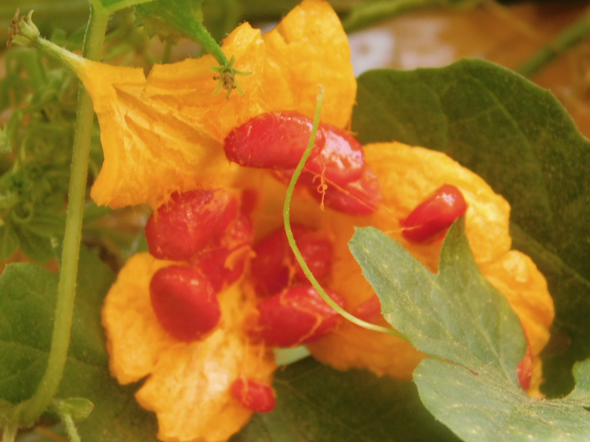 Momordica charantia L.