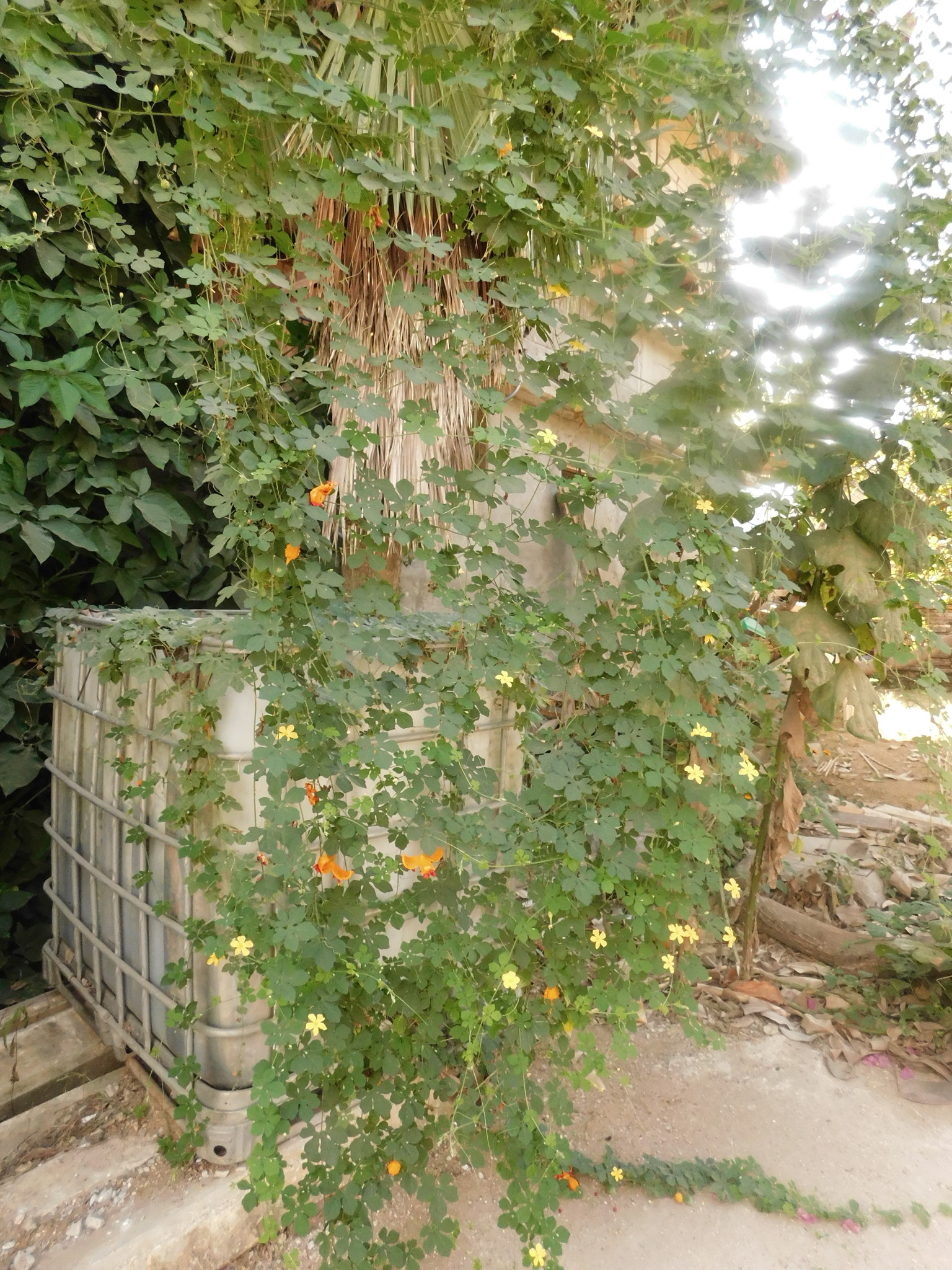 Momordica charantia L.