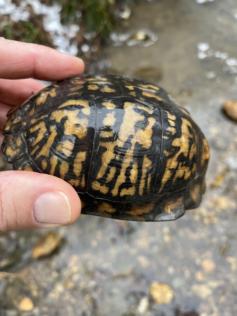 Eastern Box Turtle in February 2022 by smartinbiologist. shell frozen ...