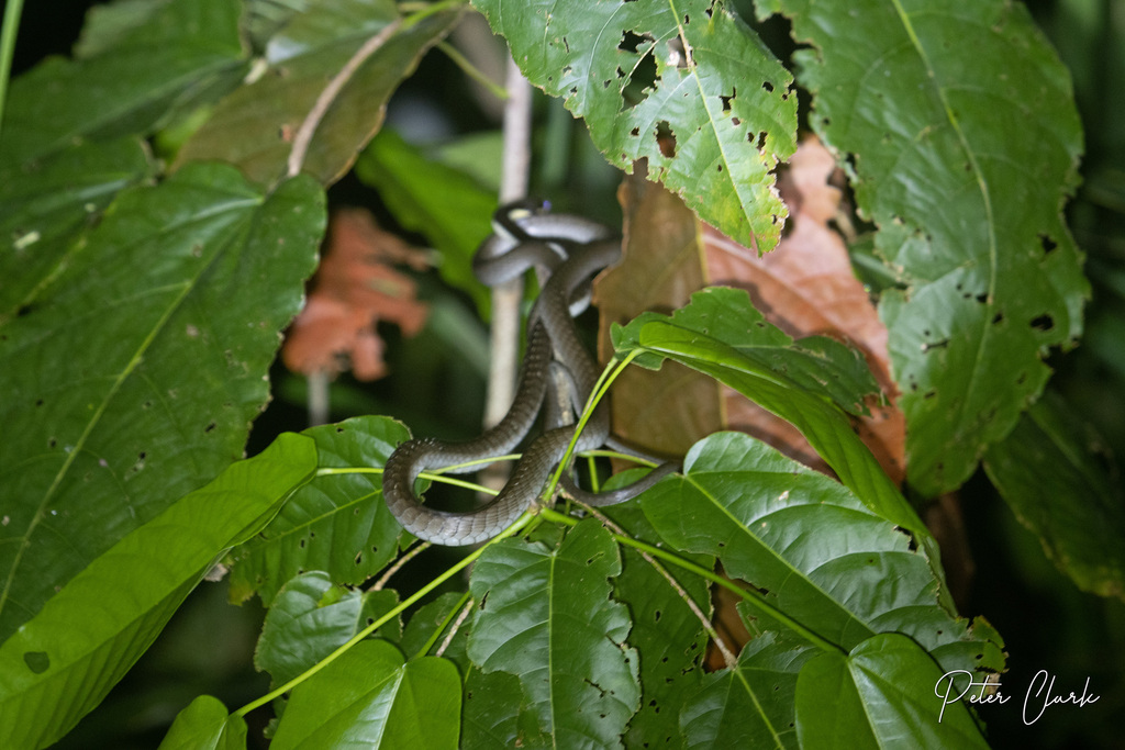 Common Tree Snake from Raja Ampat, Papua Barat, Indonesia on December 5 ...