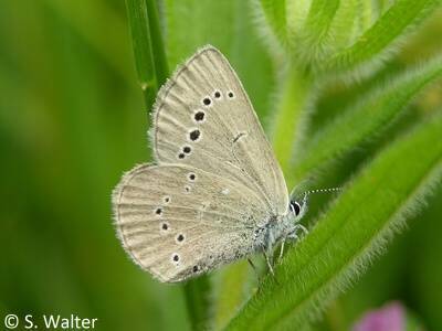 Silvery Blue from Goshen, CT, USA on June 20, 2005 at 12:40 PM by ...