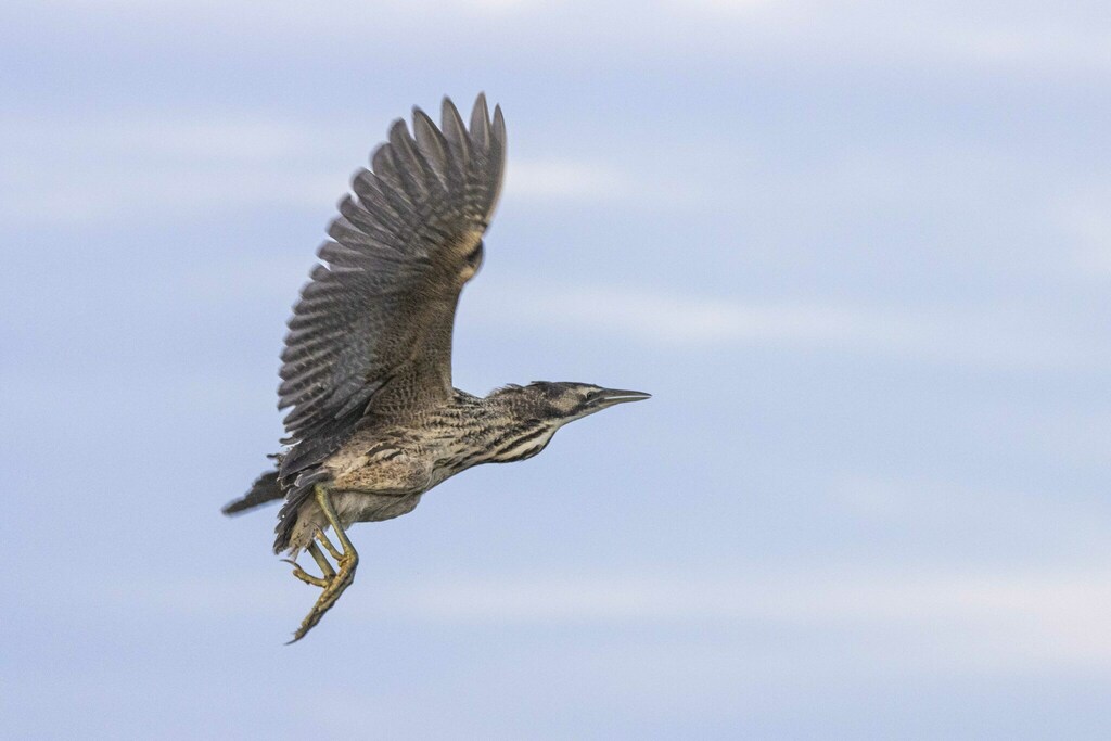Australasian Bittern (Threatened Species recorded in Waipa District ...