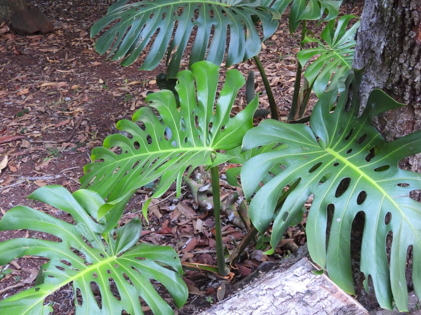 Monstera deliciosa Liebm.