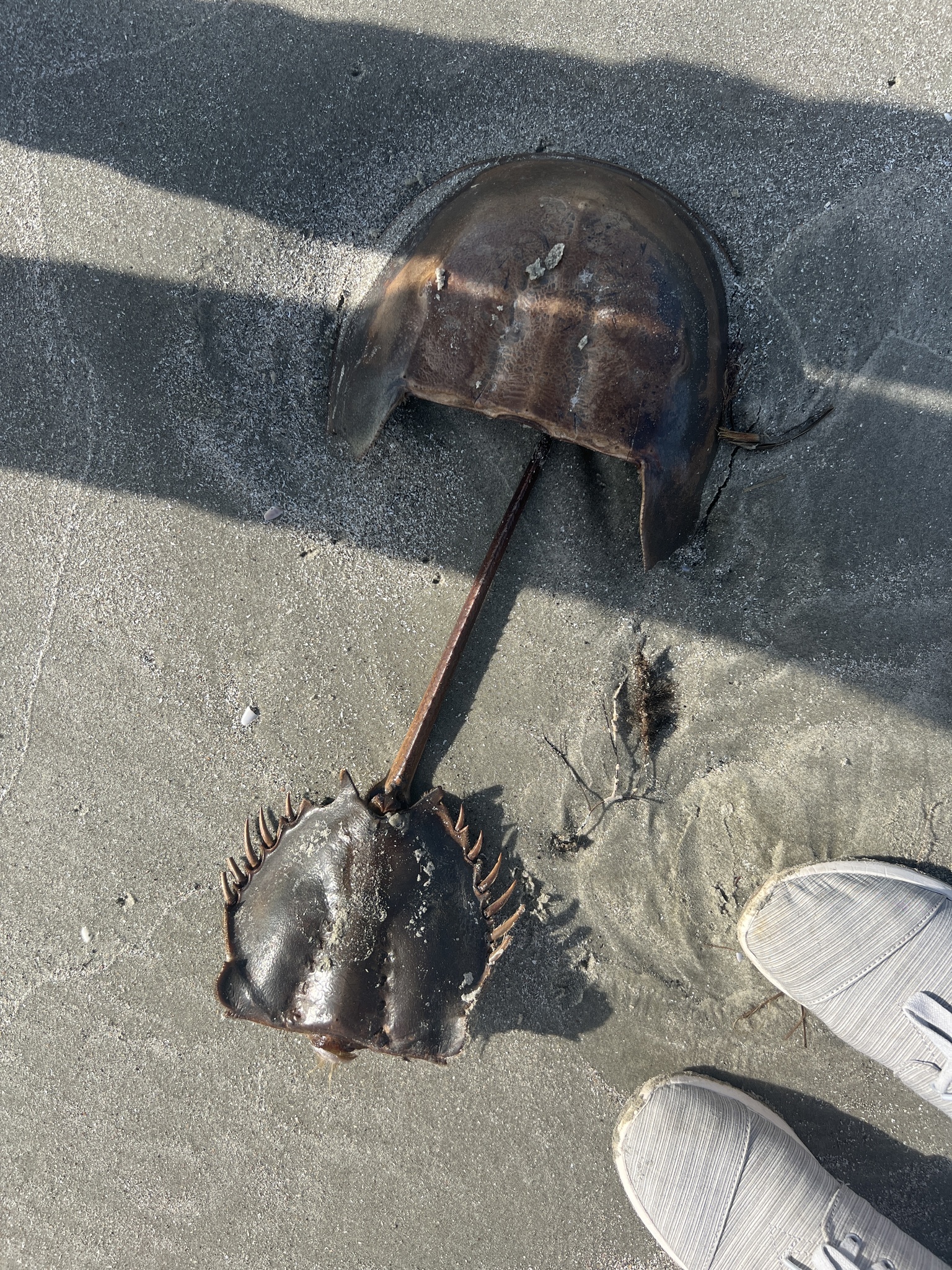 Limulus polyphemus (Linnaeus, 1758)
