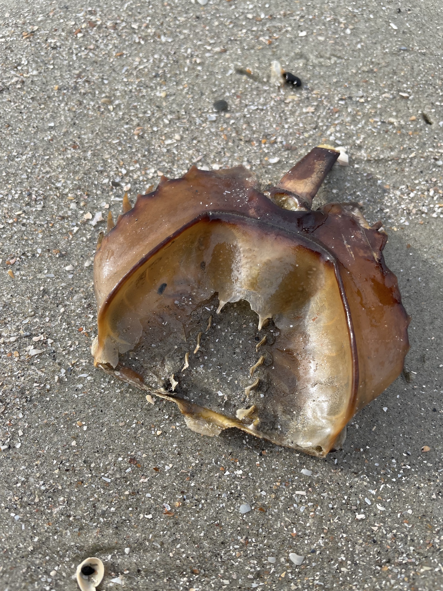 Limulus polyphemus (Linnaeus, 1758)