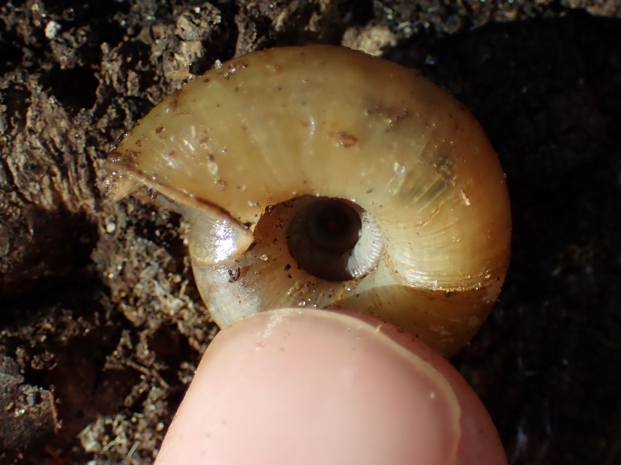 Haplotrema Ancey, 1881