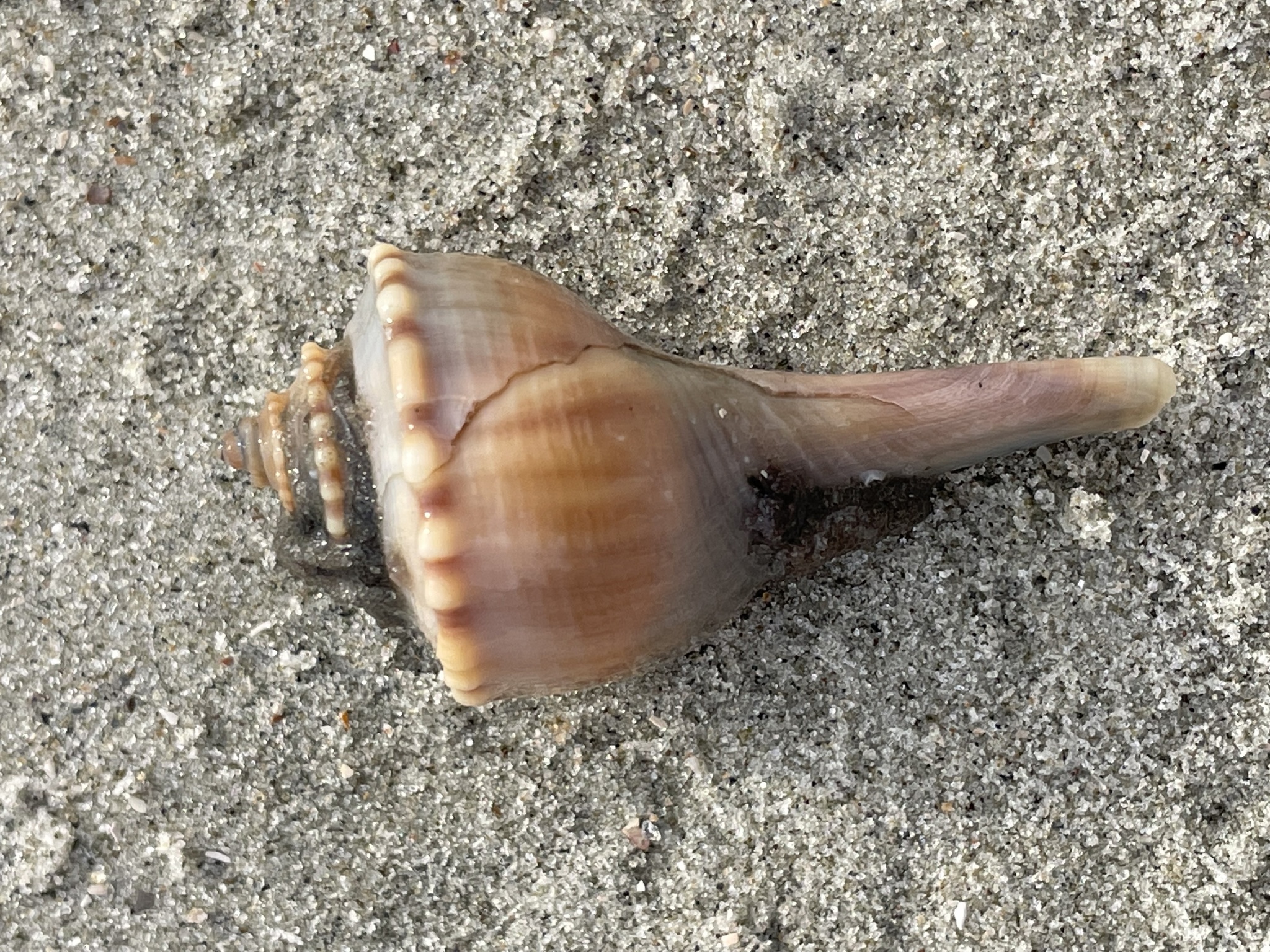 Busycotypus canaliculatus (Linnaeus, 1758)