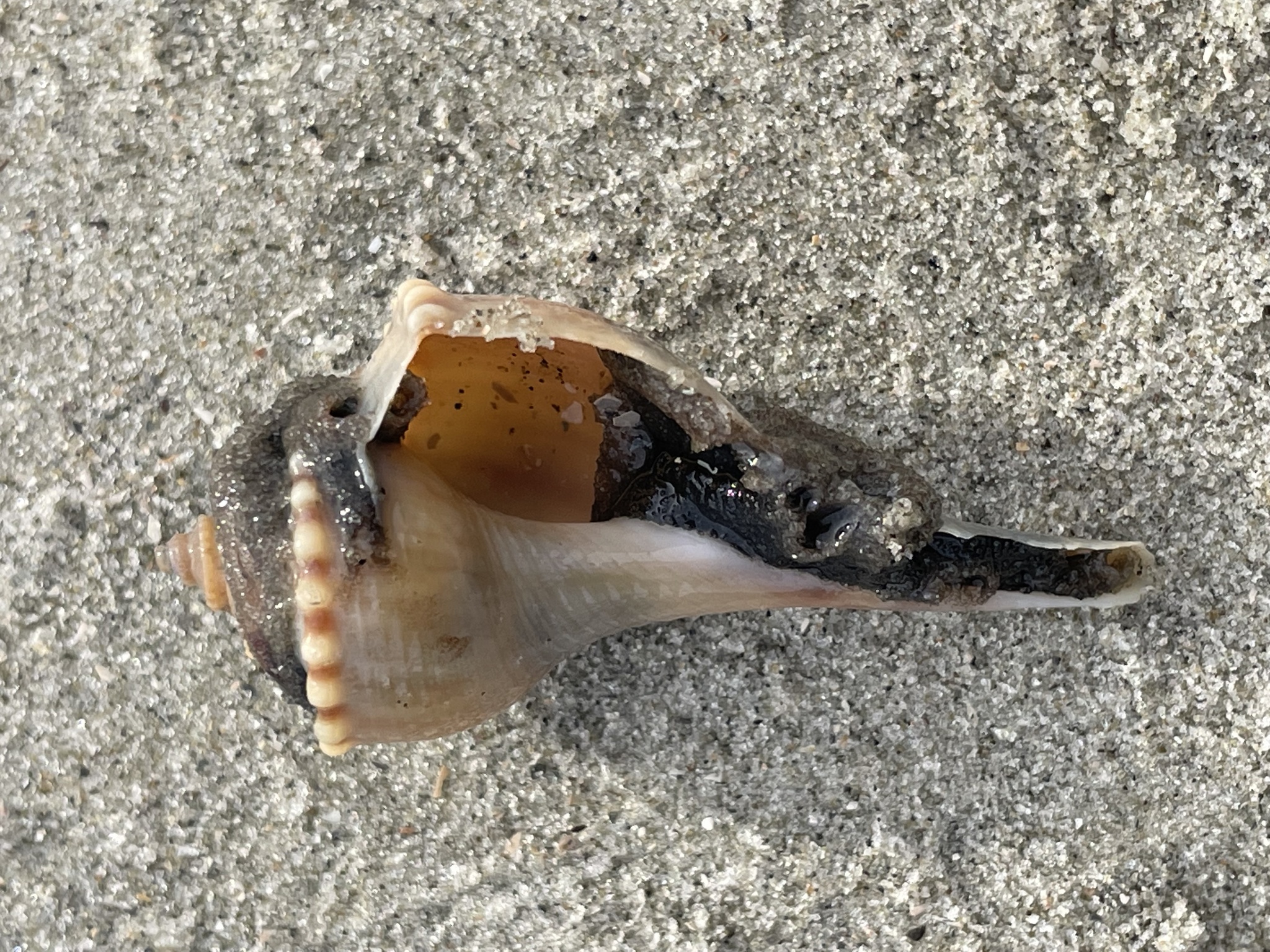 Busycotypus canaliculatus (Linnaeus, 1758)