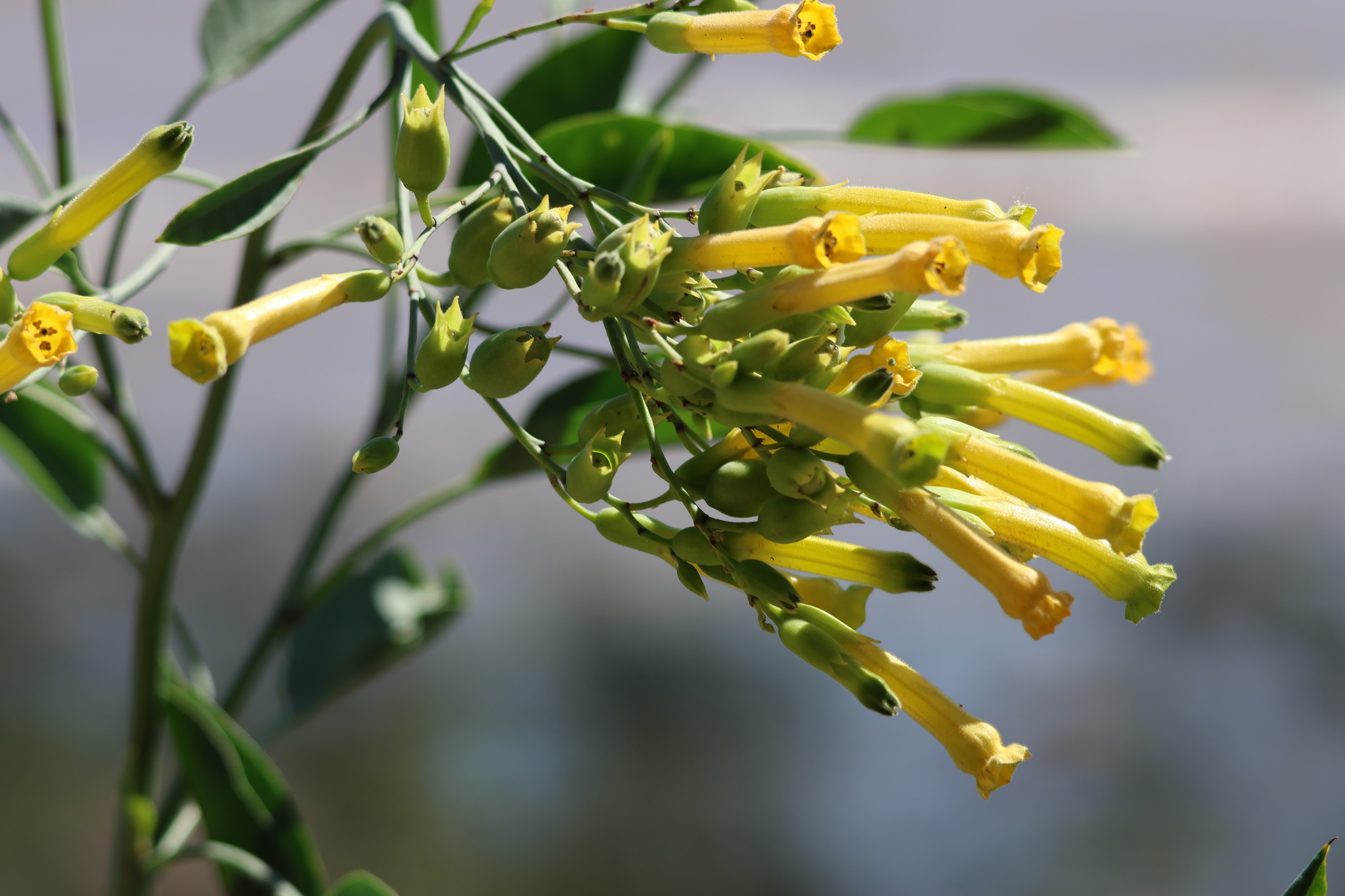 Nicotiana glauca Graham