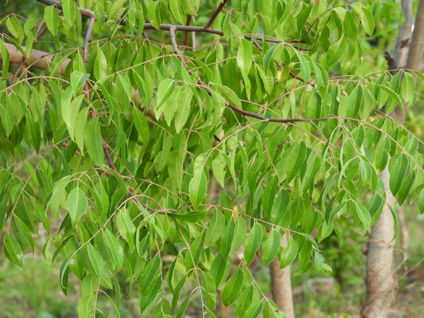 Myracrodruon balansae (Engl.) Santin