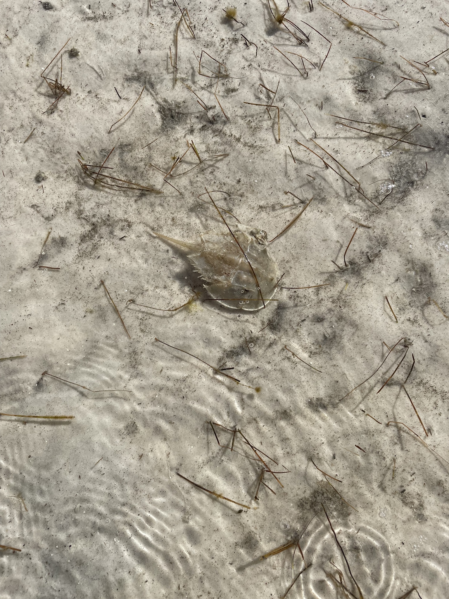 Limulus polyphemus (Linnaeus, 1758)